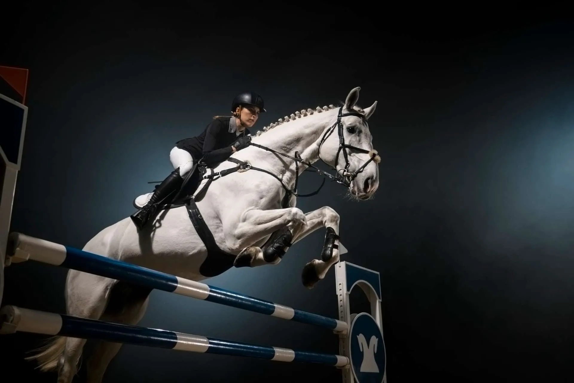 Showjumpers - UTC Imaging