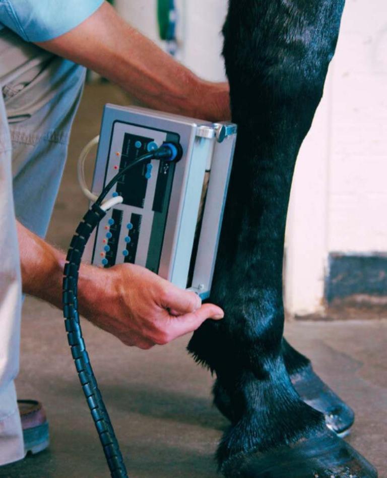 Equine - UTC Imaging