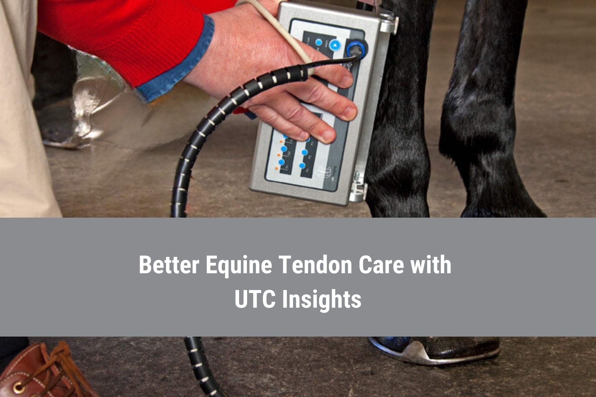 Better Equine Tendon Care with UTC Insights - UTC Imaging